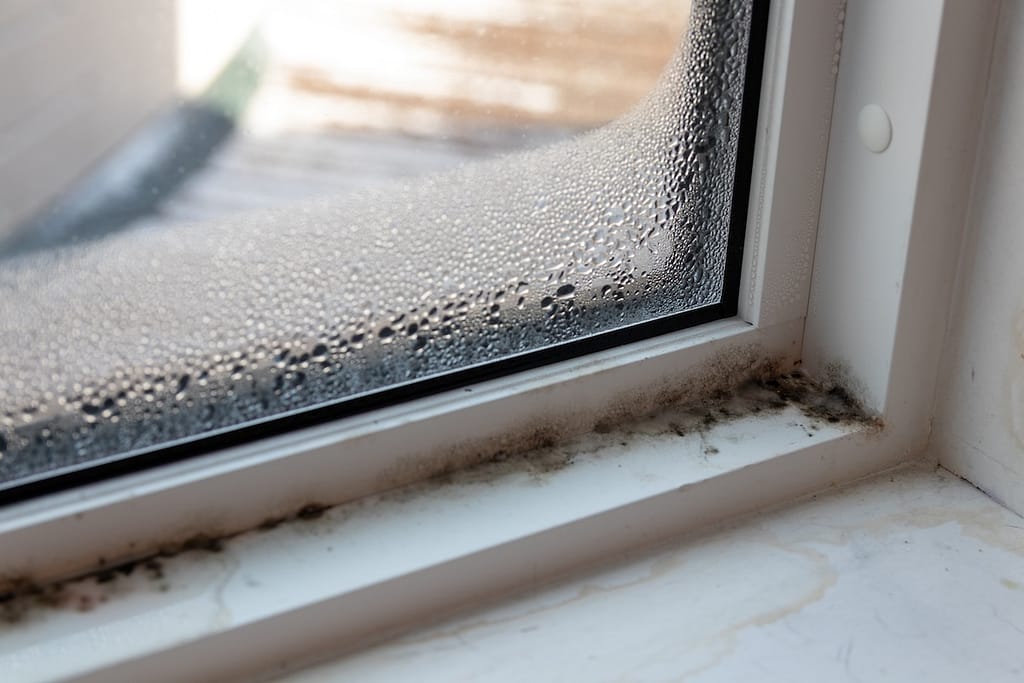 7 Steps To Remove Mold On Window Sill