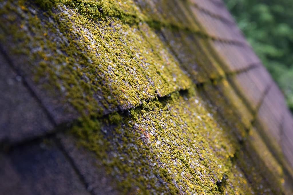 How To Get Moss Off Roof (Without Causing Worse Damage)