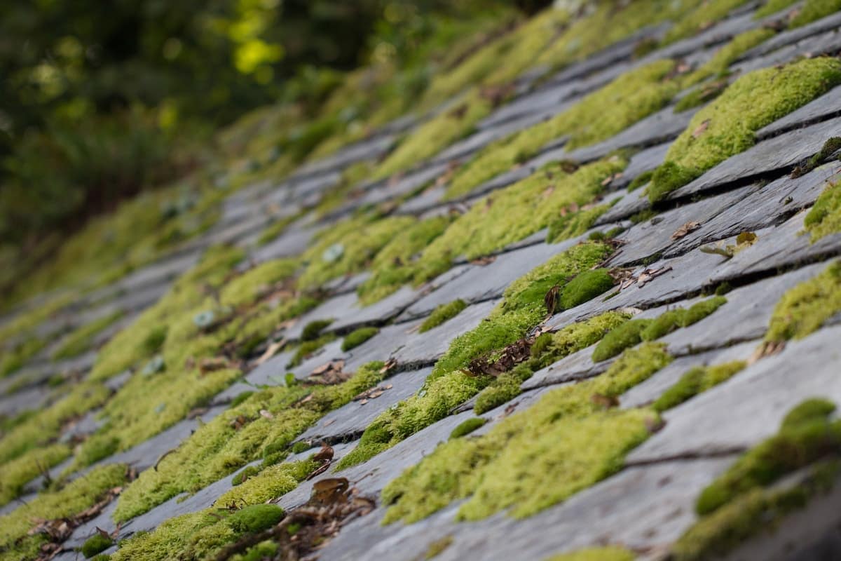 How To Get Moss Off Roof (Without Causing Worse Damage)