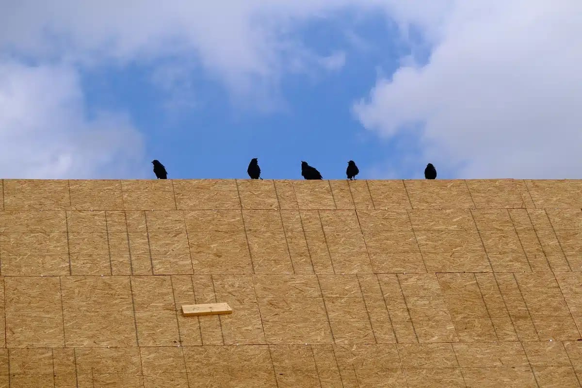 Which Sheathing Plywood Is Right For My Roof? (2024 Guide)