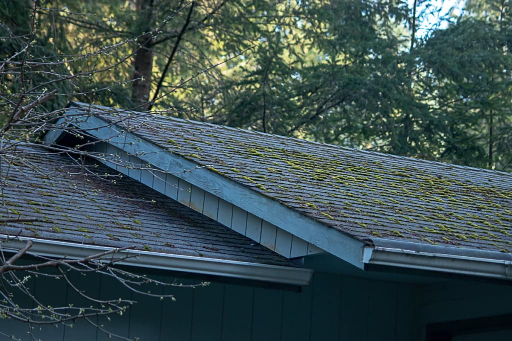 Roof Moss: Common Causes & How To Get Rid Of It
