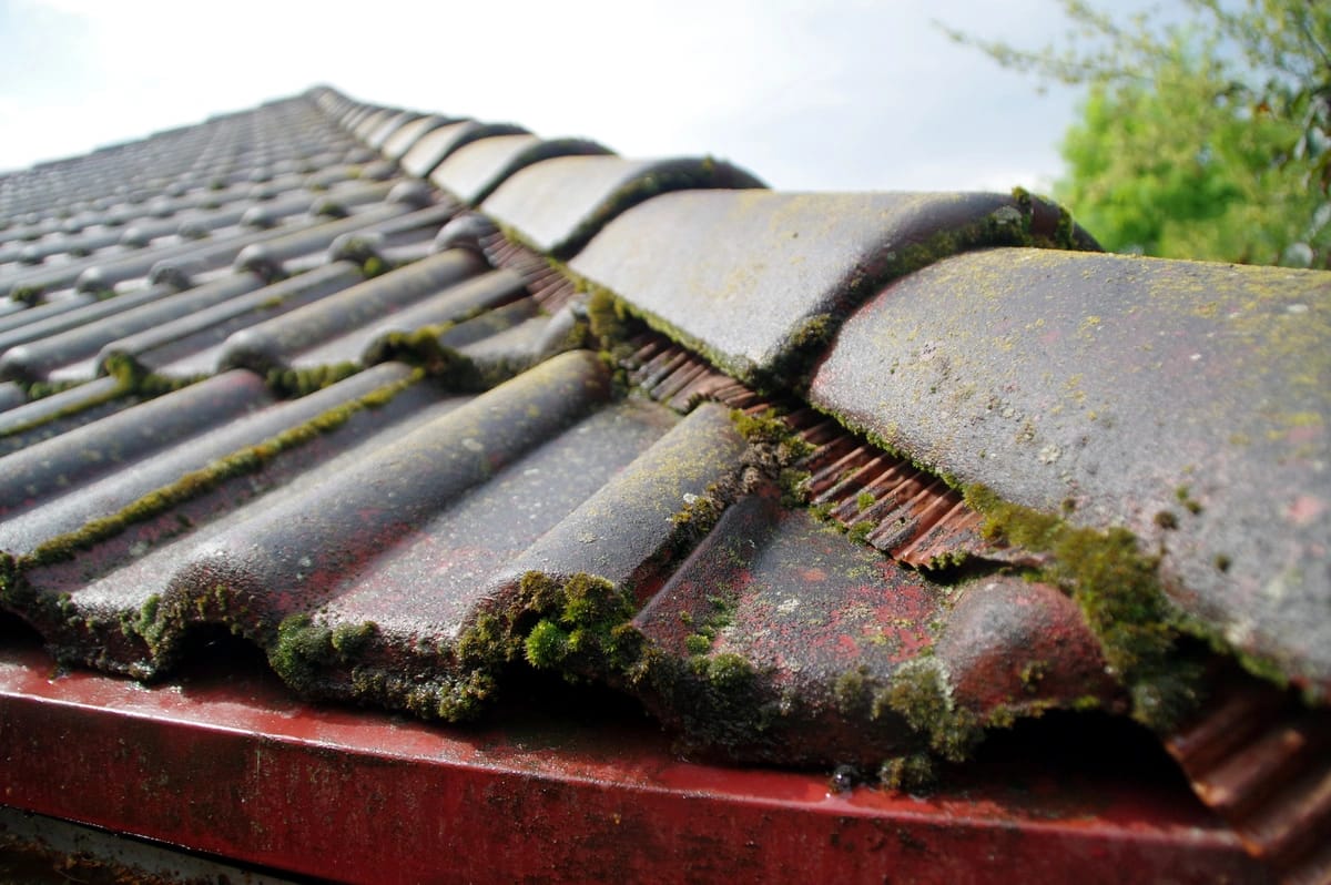 How To Find & Remove Mold On Your Roof | Roof Troopers