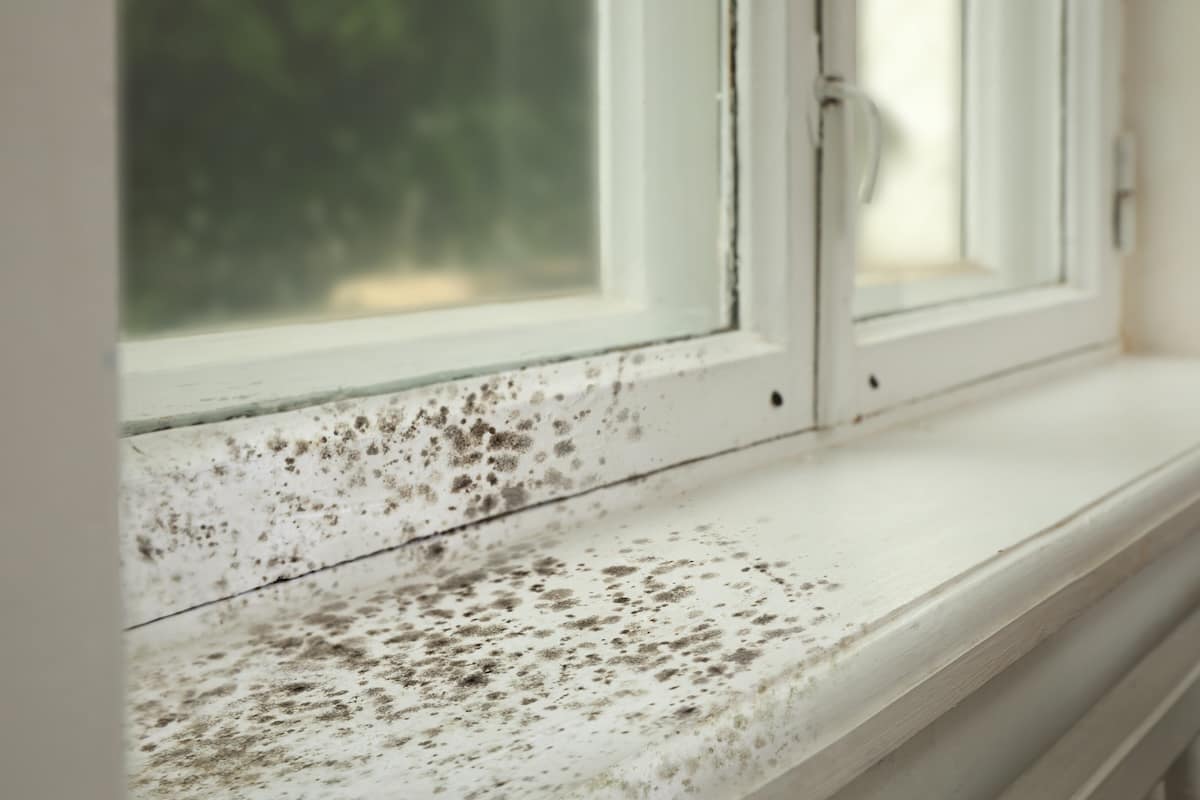 Mold On Window Sill: 6 Step Repair Guide & When To Replace