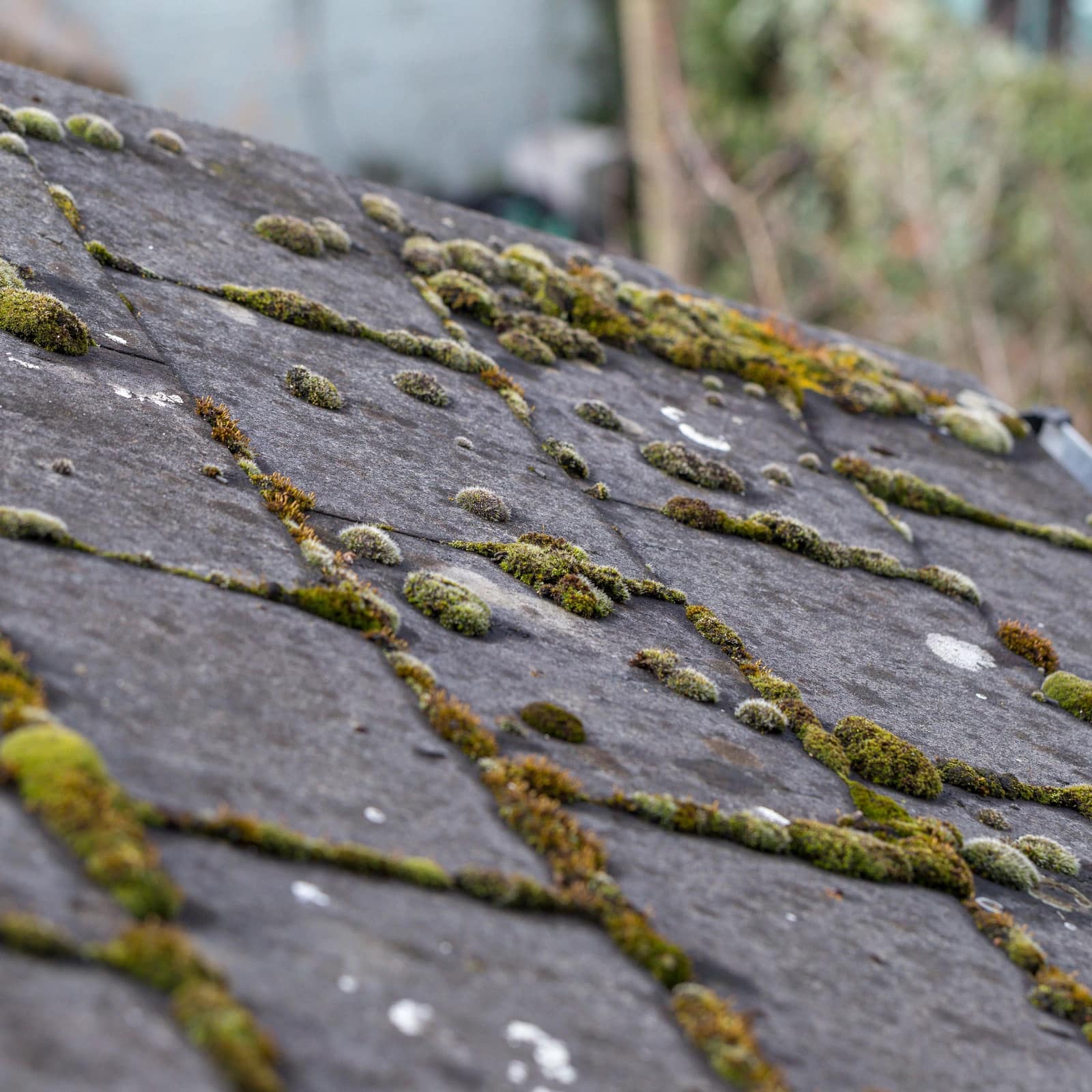 Algae on Your Roof? You May Need Rosenberg Roof Replacement